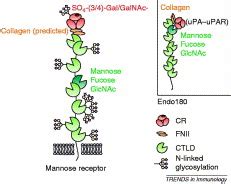 The Mannose Receptor Linking Homeostasis And Immunity Through Sugar