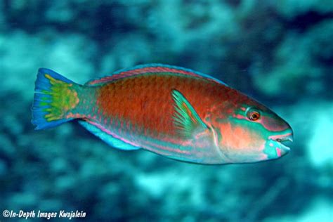 Chlorurus Spilurus Marshall Islands