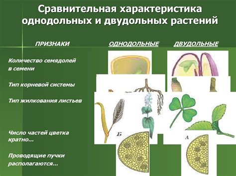 Класс Двудольные растения Семейства Крестоцветные и Розоцветные