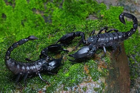 The Largest Scorpion On Earth Grows Nearly 9 Inches Long … And Its