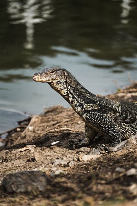 Wild Water Monitor Lizard Basking In Its Natural Habitat Near A Body Of