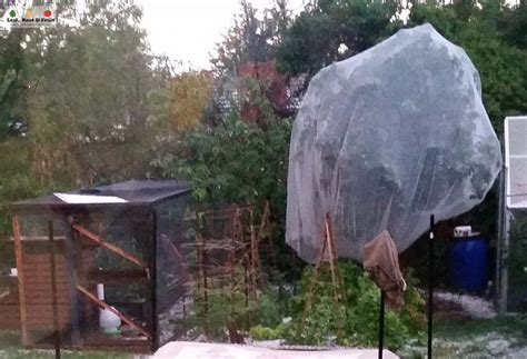 Whats Eating My Apple Codling Moth Leaf Root And Fruit Gardening