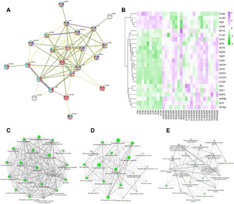 Intersectional Gene Analysis A Ppi Network Showing Light Green For Download Scientific