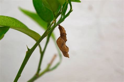 3 Citrus Plantation Dynamics Royalty Free Photos And Stock Images Shutterstock
