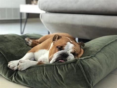 Living His Best Life Scrolller