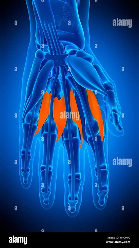 Lumbricals And Interossei Of Hand