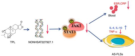 Schematic Of The Protective Effect Of TPL On AS FLSs TPL Prevent The Download Scientific