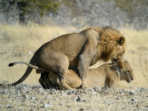 Спаривание крупным планом видео