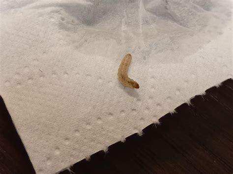 Found This Bug In The Clothes Drawer Am I In Trouble R Whatsthisbug Found This Bug In The Clothes Drawer Am I In Trouble R Whatsthisbug