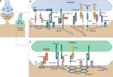 Adhesive Trans Synaptic Signalings Orchestrate Excitato Open I