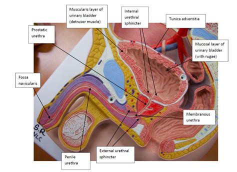 Lab Practical Review Model Diagram Quizlet