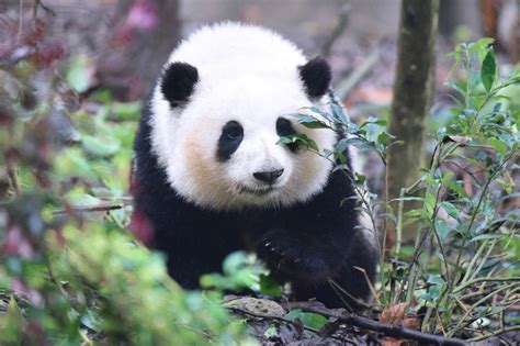 熊猫 堆糖美图壁纸兴趣社区