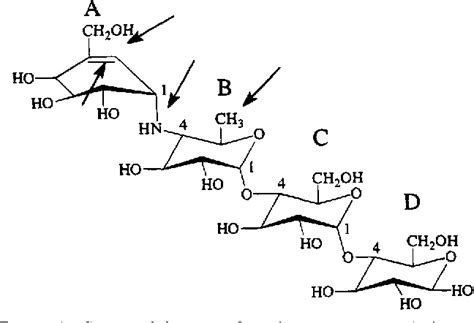 Figure 1 From X Ray Structure Of Cyclodextrin Glycosyltransferase Complexed With Acarbose