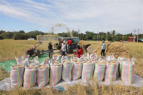 អ្នកនាំពាក្យក្រសួងកសិកម្ម៖ ស្រូវធ្លាក់ថ្លៃបន្តិច ប៉ុន្តែកសិករនៅតែចំណេញ