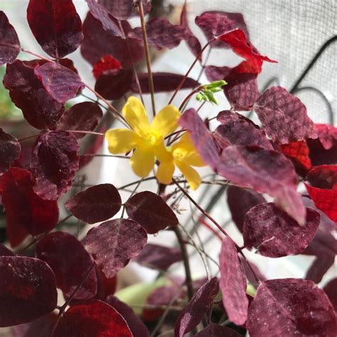 50 Stunning Oxalis Varieties To Brighten Your Garden Houseplant Alley
