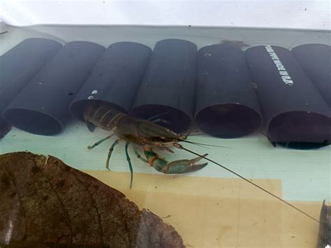 What You Need To Know About Australian Red Claw Crayfish Agriculture