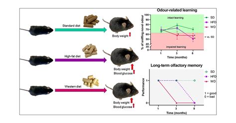 Mouse Olfactory System