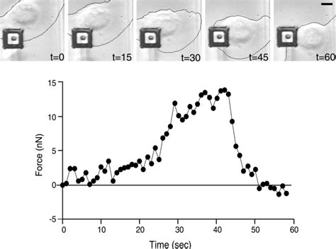 Traction Forces On Either Side Of The Keratocyte Nucleus Measured With Download Scientific