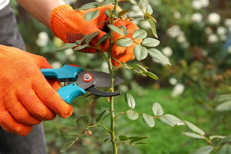 How To Prune Shrubs Gardening For Beginners JParkers