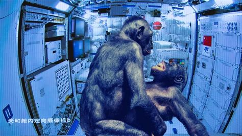 China Plans On Sending Monkeys To Its Space Station To Have Sex
