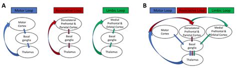 Schematic Representation Of Major Basal Ganglia Loops The Motor