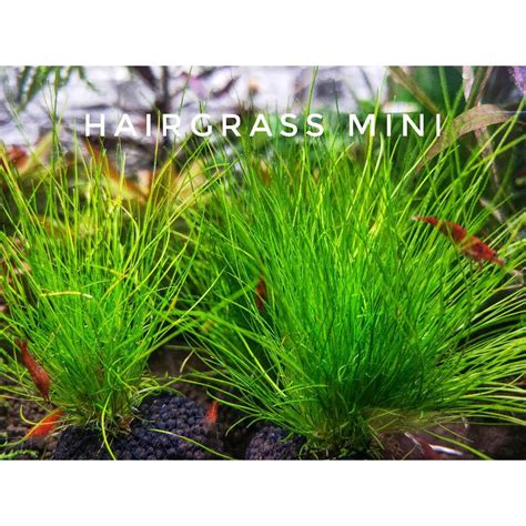 Hairgrass Mini ใบน้ำแล้วมีรากพร้อมลงปลูก Shopee Thailand