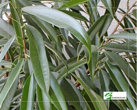 Ficus Identification By Leaf A True Gallery Of 18 Most Popular Ficus Species Inhouseplant