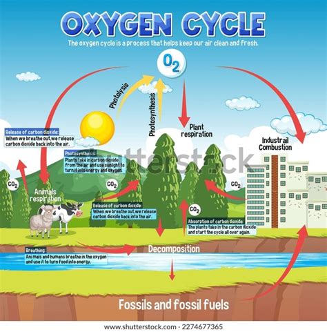 Oxygen Cycle Diagram Science Education Illustration Stock Vector Royalty Free 2274677365