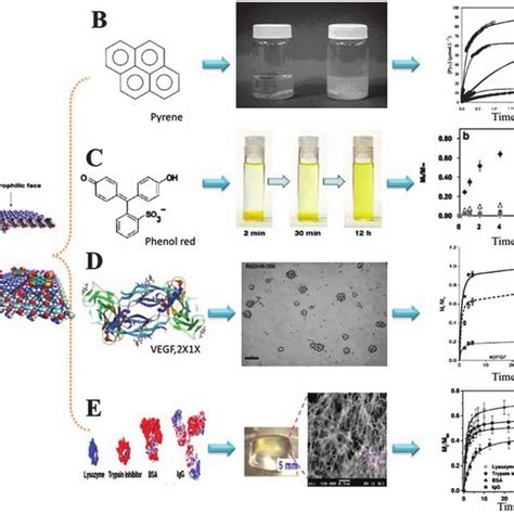 Examples Of Several Self Assembling Peptides A The Proposed Model Of Download Scientific