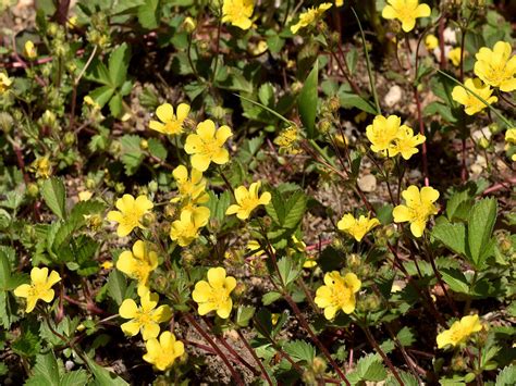 ツルキジムシロ ー杜の都の山野草