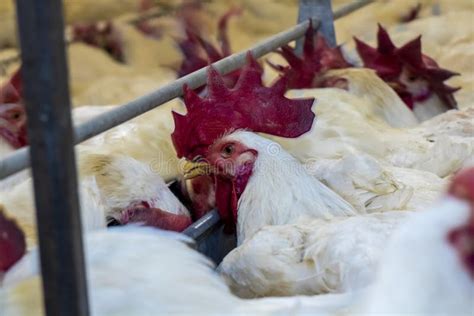 Breeding Roosters And Hens For Meat Feed Inside The Breeding Area Of A Poultry Farm Stock Image