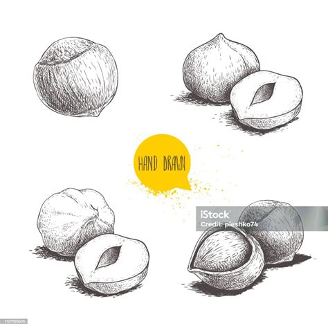 헤 즐 넛의 스케치 단일 그룹 벗 겨 및 전체입니다 새겨진된 스케치 스타일 일러스트입니다 유기 음식입니다 달콤한 음식과 화장품에 대 한 구성 요소입니다 벡터 그림을 흰색