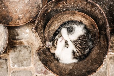 Chaotic Life How To Find Inner Peace Amid Chaos