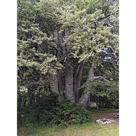 Започна прием на заявления за подпомагане по интервенцията за опазване на горските екосистеми