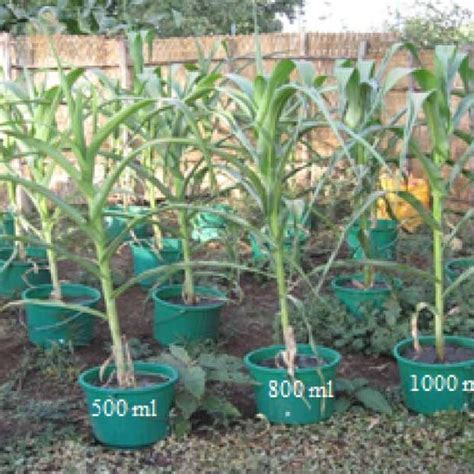 PDF Human Urine As A Source Of Nutrients For Maize And Its Impacts On Soil Quality At Arba