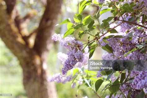 정원 공원에 있는 분홍색 라일락의 분기 봄 라일락 나무의 아름 다운 꽃 꽃입니다 스프링 개념 계절에 대한 스톡 사진 및 기타