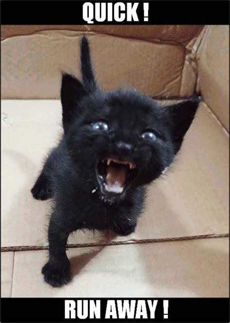 One Scary Kitten Imgflip