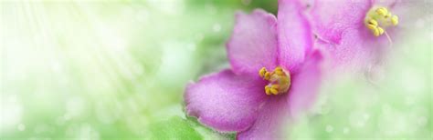 꽃 여름 배너입니다 복사 공간이 있는 밝은 녹색 배경에 두 개의 보라색 제비꽃 부드러운 햇빛에 꽃 화로가 닫힙니다 풍경 파노라마입니다 몽성 로맨틱 통풍이 좋은 우아한 이미지