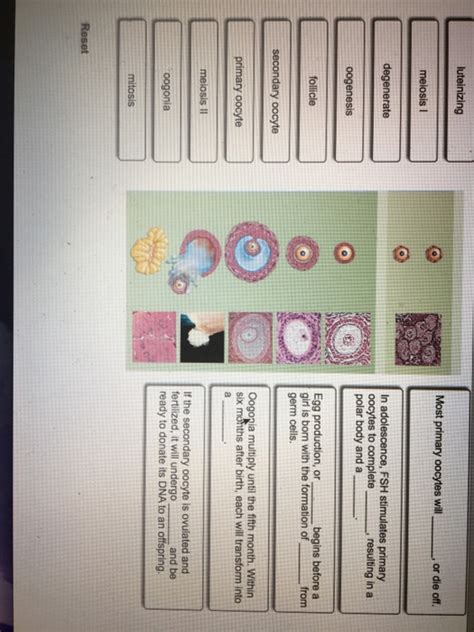 Solved In Order To Complete Each Sentence Click And Drag