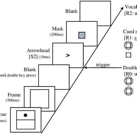 Illustration Of A Sequence Of Events During An Experimental Trial