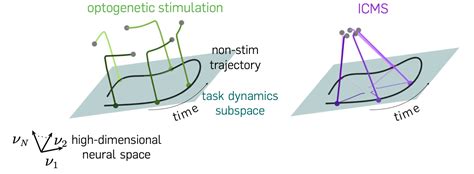 Swc Hybrid Seminar Direct Neural Perturbations Reveal A Dynamical