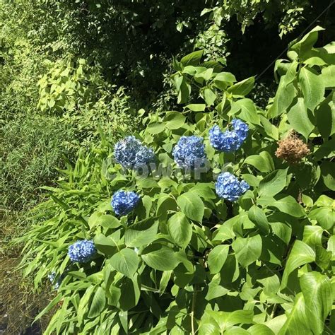 꽃 파란꽃 생화 풀 자연 사진이미지일러스트캘리그라피 히지누작가
