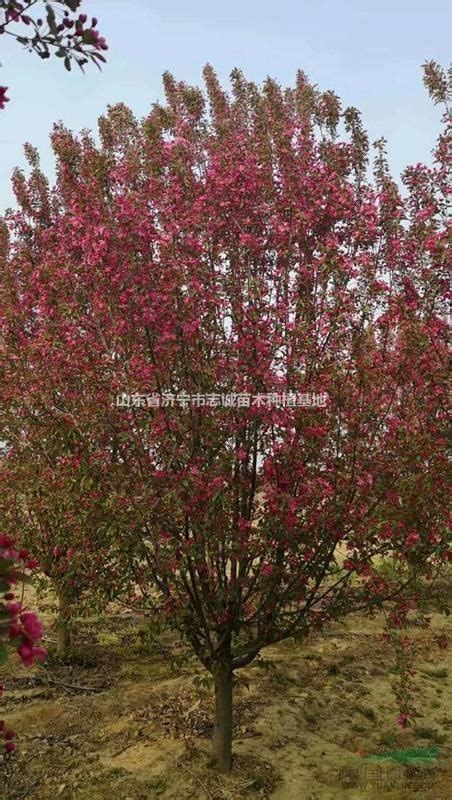 钻石海棠图片红宝石 红宝石海棠图片 红宝石海棠树图片 大山谷图库