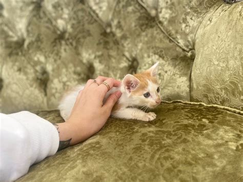 분당 2020 0090 코리안숏헤어 또야 책임분양 비숑프리제분양가 유기견 미니비숑 웰시코기분양 스피츠 요크셔테리어분양 먼치킨고양이 노르웨이숲고양이분양 강아지배변훈련