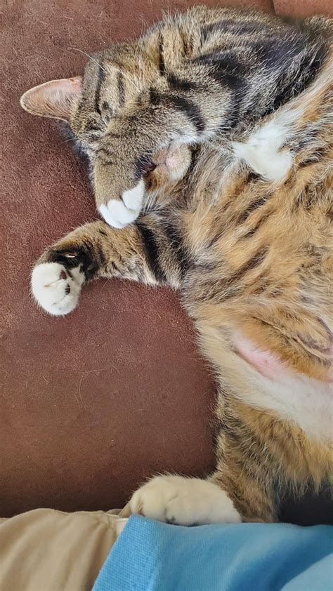 My Odd Princess Coco Bean R Cats