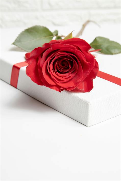 คลังภาพถ่ายฟรีของ 4k Emo กลีบดอกสีแดง ก้านมีหนาม การจัดดอกไม้ การถ่ายภาพดอกไม้ การถ่ายภาพ