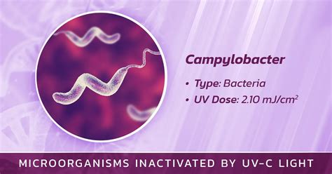 Campylobacter Is Inactivated By Germicidal Uv C Light