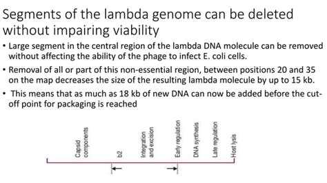 Lambda Cloning Vector Pptx