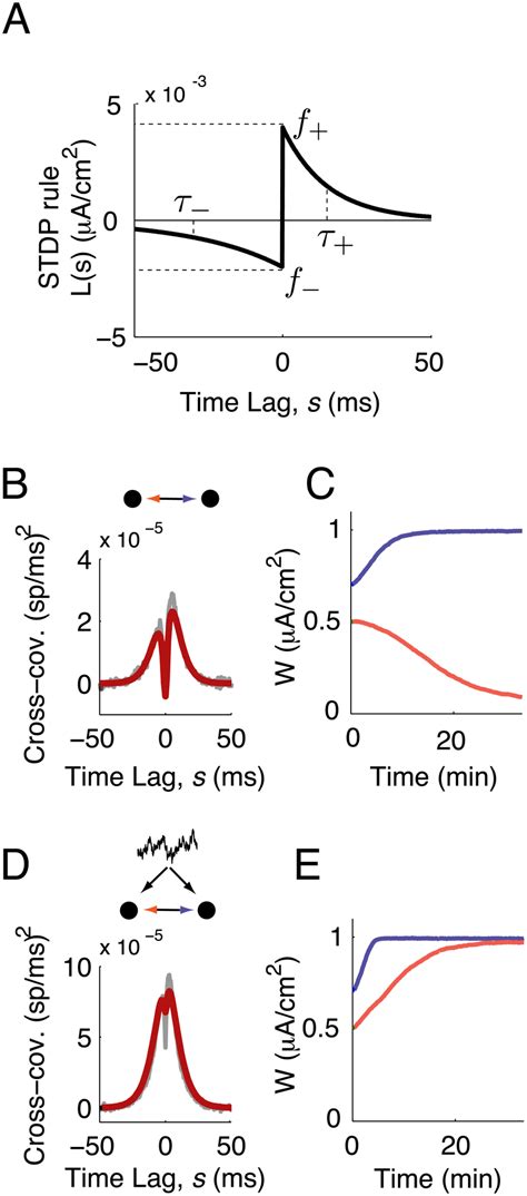 Network Structure Shapes Synaptic Plasticity A The Stdp Rule Ls
