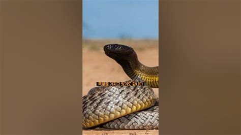 Shorts 세상에서 가장 강력한 독을 가진 그러나 겁많은 뱀 Youtube